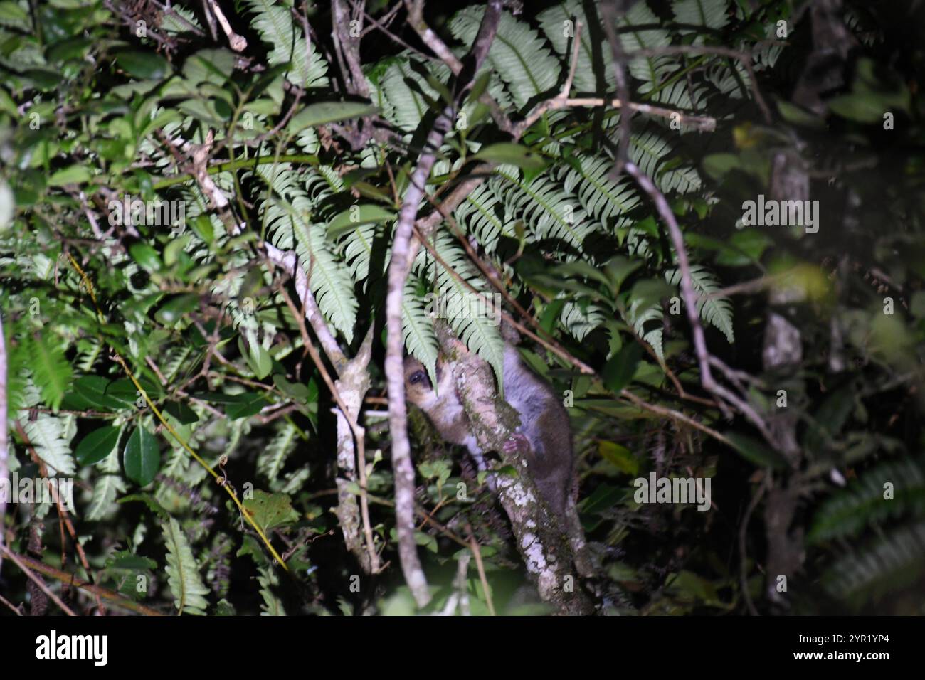 Dwarf Lemurs (Cheirogaleus Stock Photo - Alamy