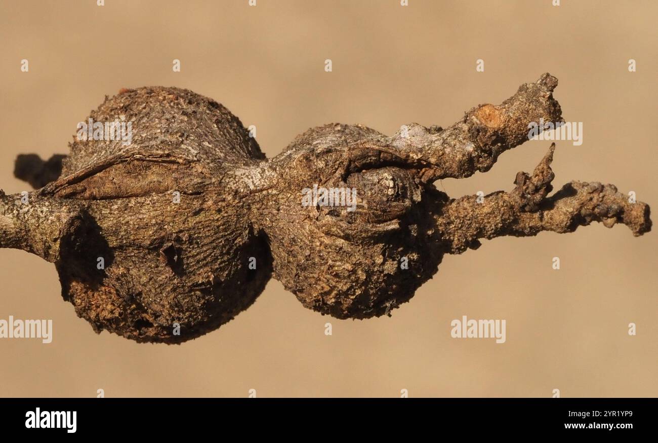 Southern Live Oak Stem Gall Wasp (Callirhytis quercusbatatoides Stock ...
