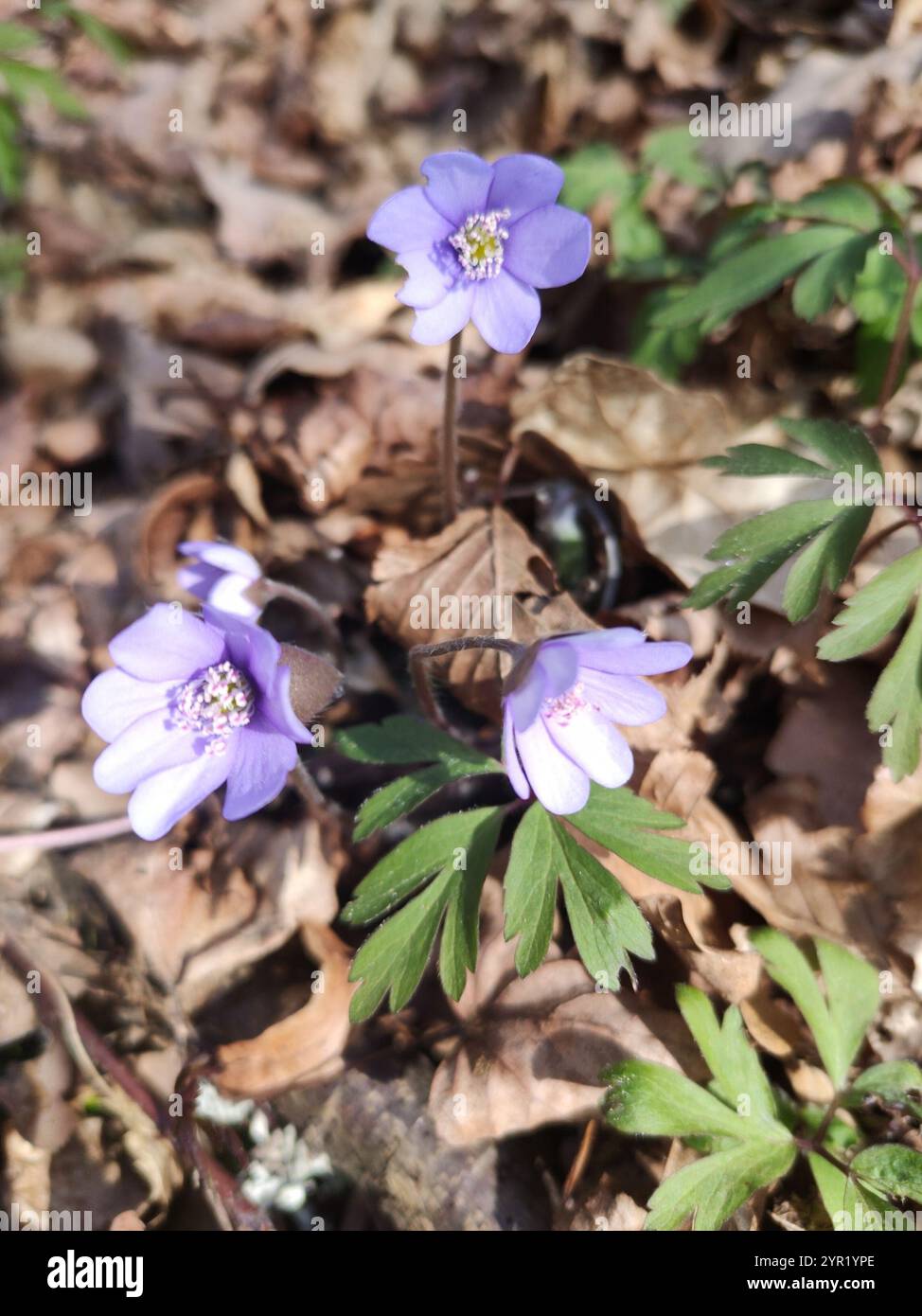 Liverleaf (Hepatica nobilis Stock Photo - Alamy