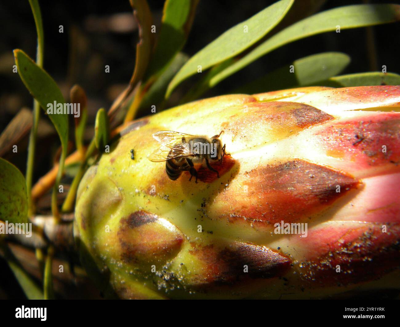 Cape Honey Bee (Apis mellifera capensis Stock Photo - Alamy