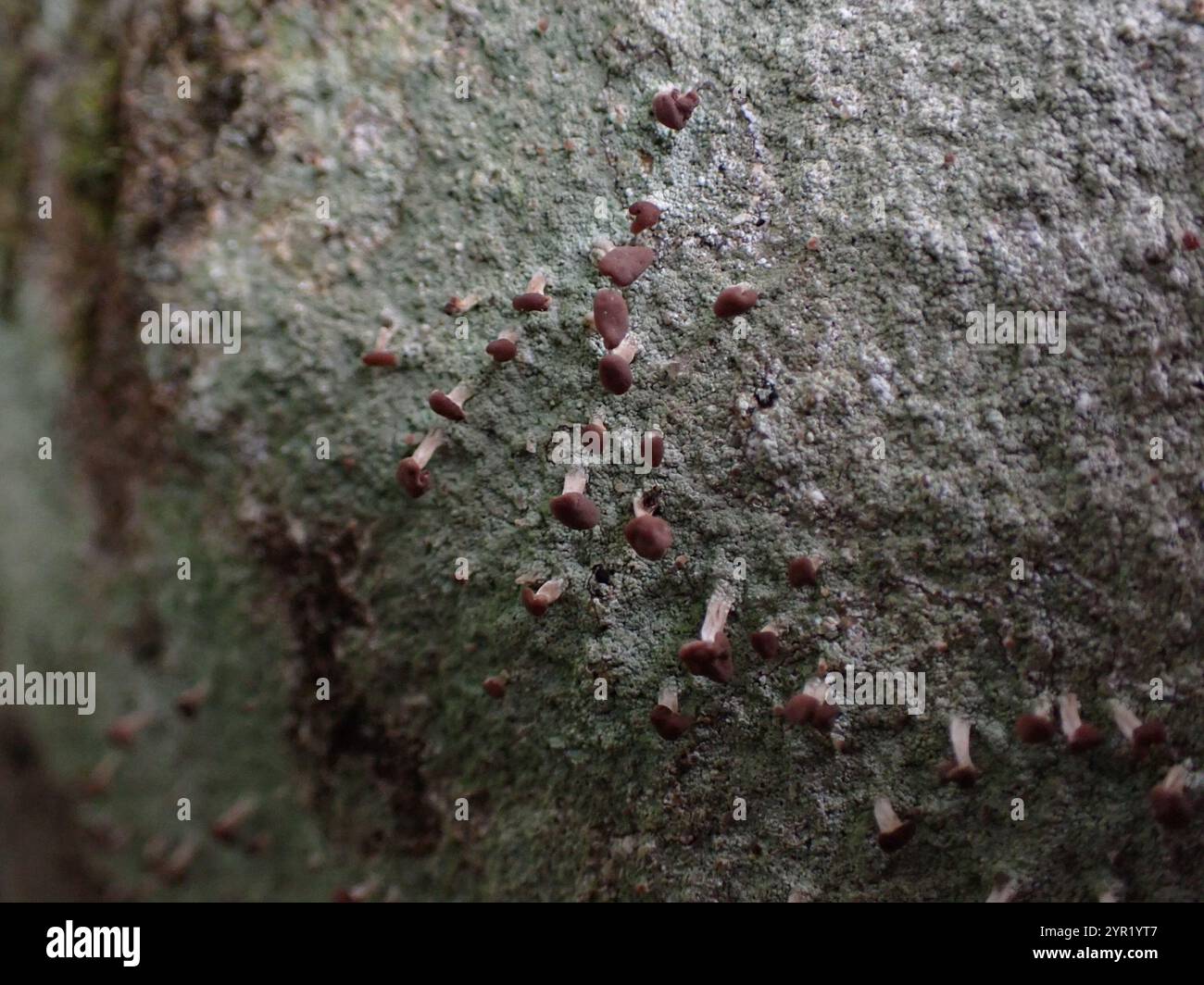 Brown Beret Lichen (Baeomyces rufus Stock Photo - Alamy