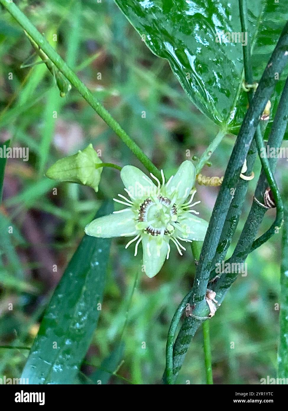 Passiflora suberosa hi-res stock photography and images - Alamy