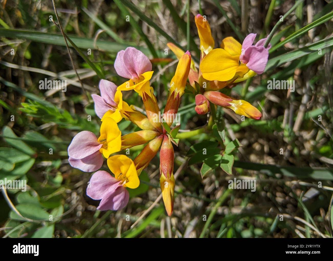 witch's-teeth (Hosackia gracilis Stock Photo - Alamy