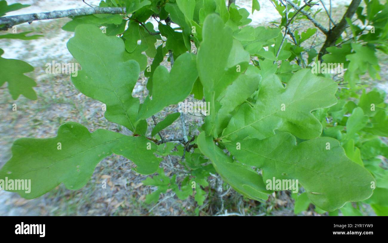 sand post oak (Quercus margaretiae Stock Photo - Alamy
