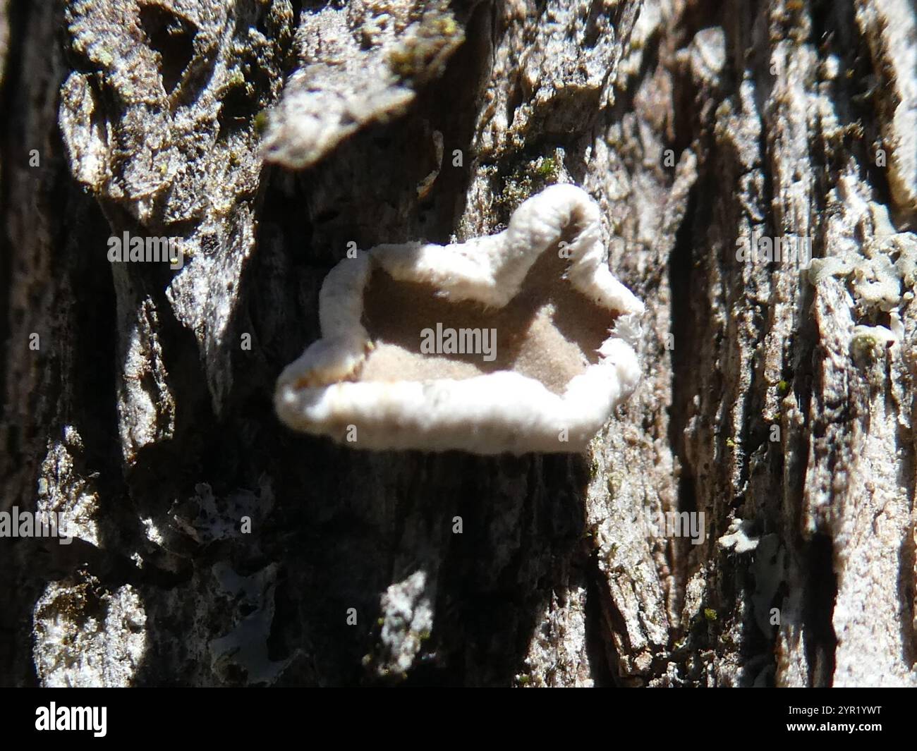 Smooth Patch Disease (Aleurodiscus oakesii Stock Photo - Alamy