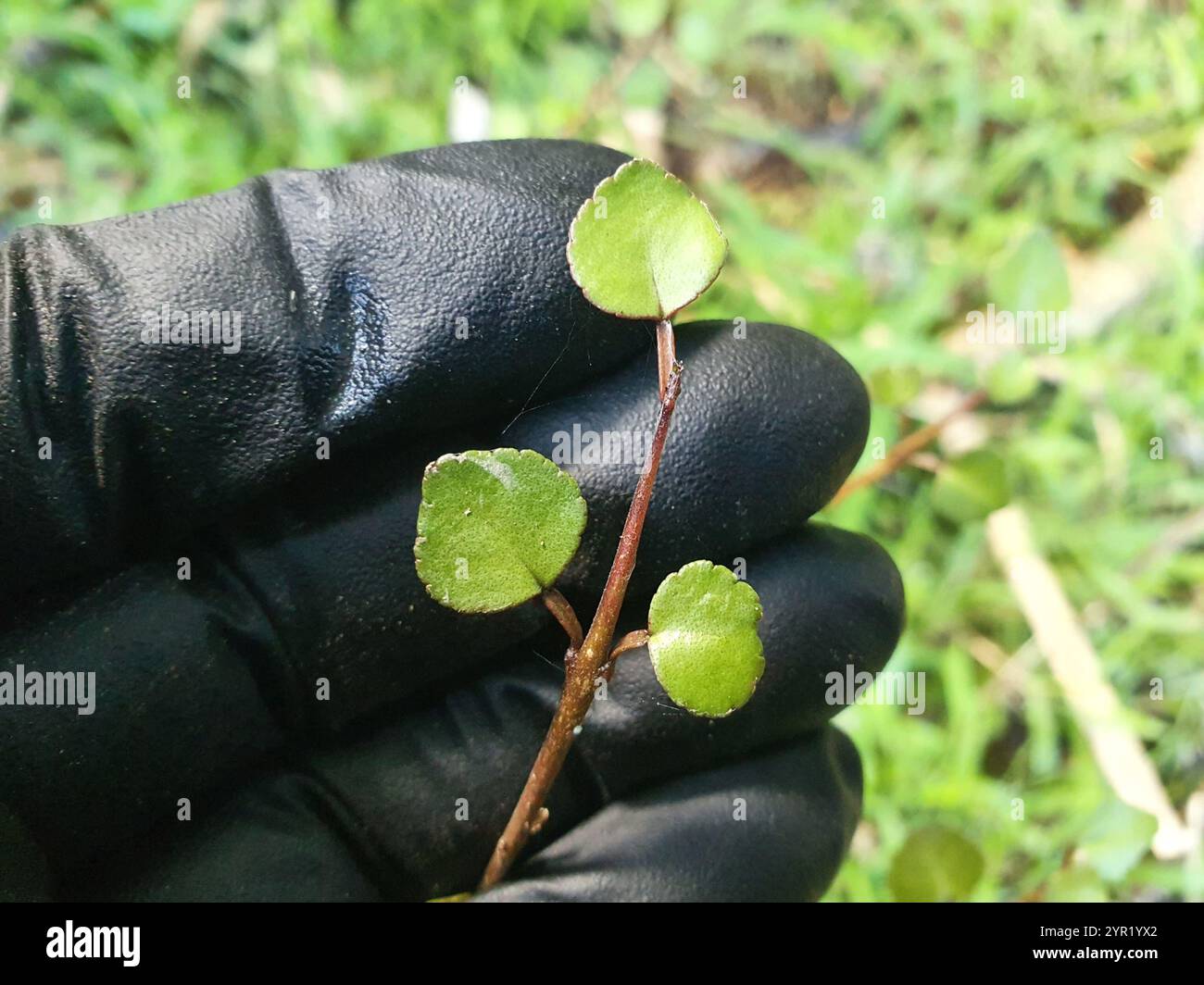 Poataniwha (Melicope simplex Stock Photo - Alamy