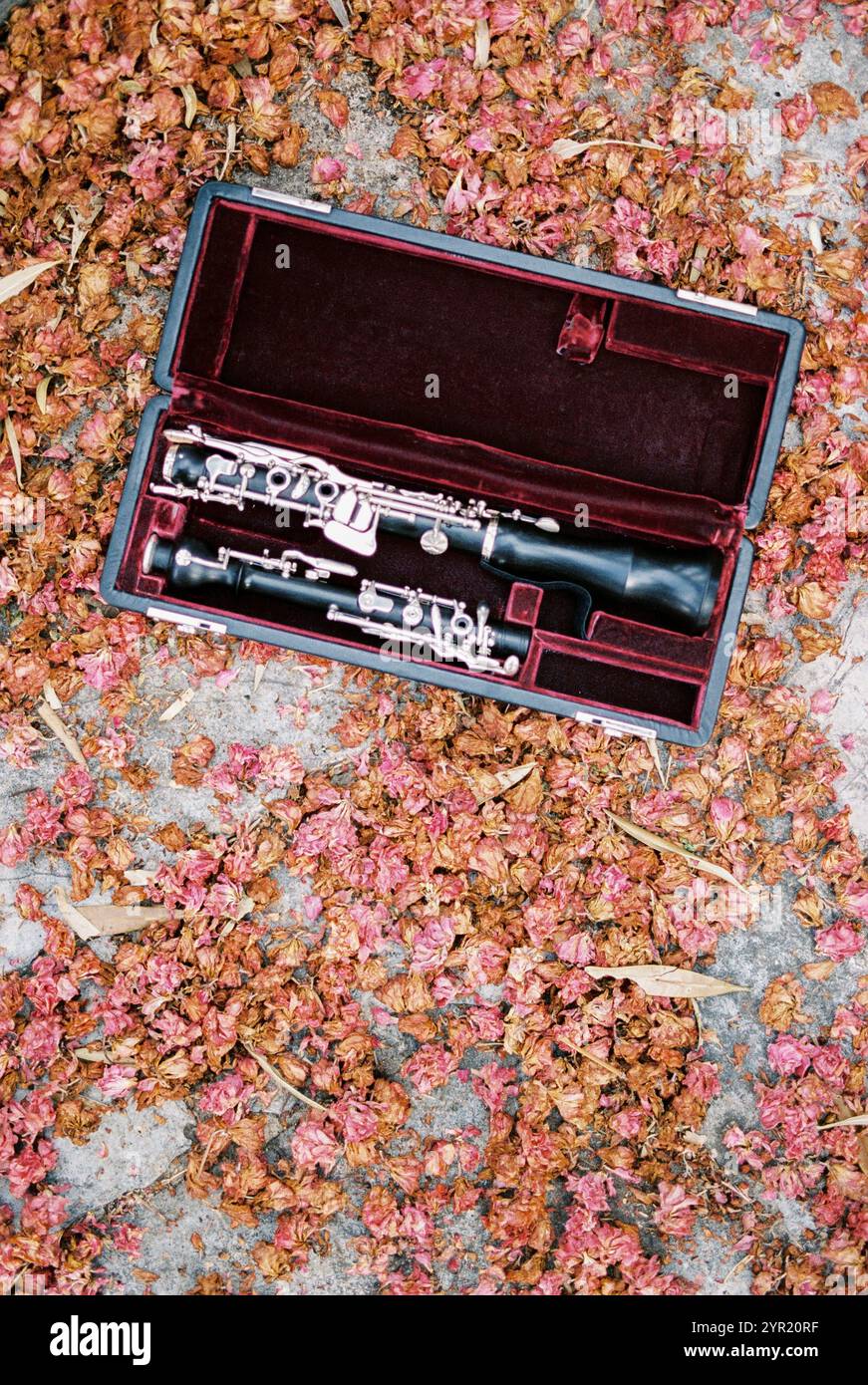 Folded clarinet lies in an open case among fallen pink flower buds ...