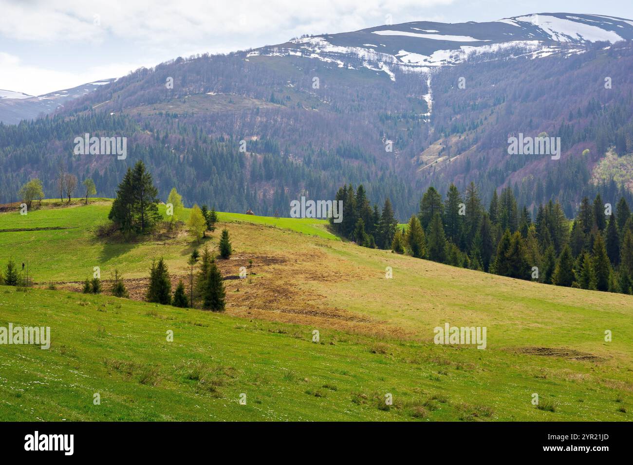 countryside landscape in spring. calm weather. grassy field on the hill ...