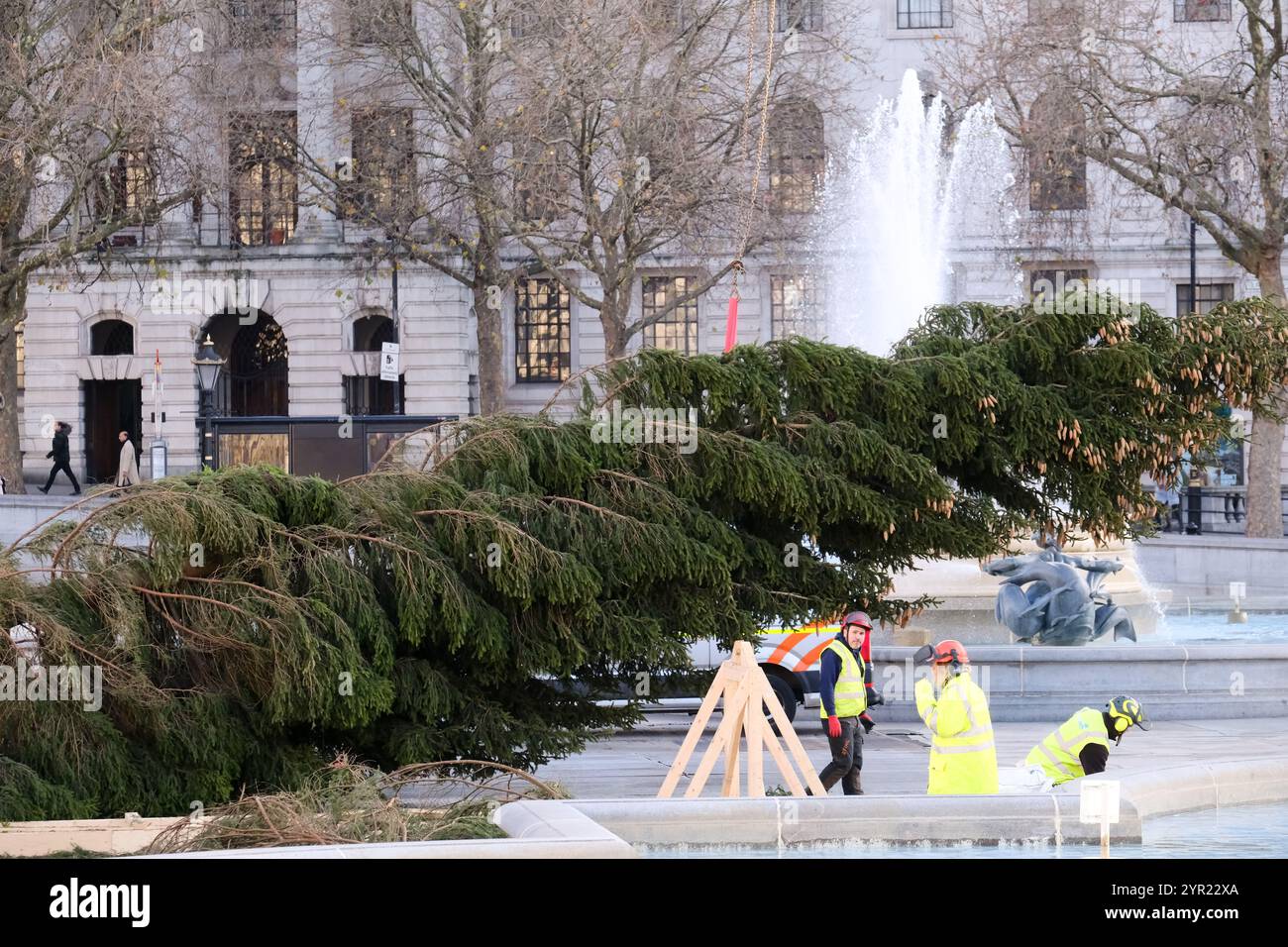 Trafalgar Square, London, UK. 2nd Dec 2024. The Trafalgar Square Christmas tree is installed ...