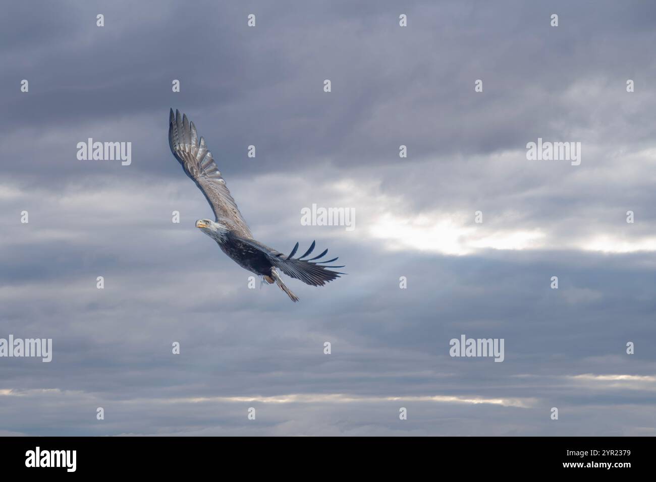 American Bald Eagle Soaring High at Sunset with a Fish Stock Photo - Alamy