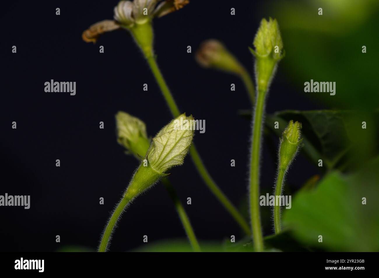 Delicate flower buds peek through lush green foliage, illuminated by ...