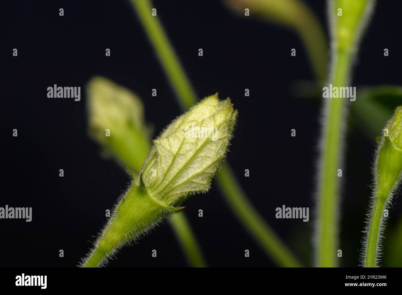 Soft green buds begin to unfurl in a tranquil garden, showcasing nature ...