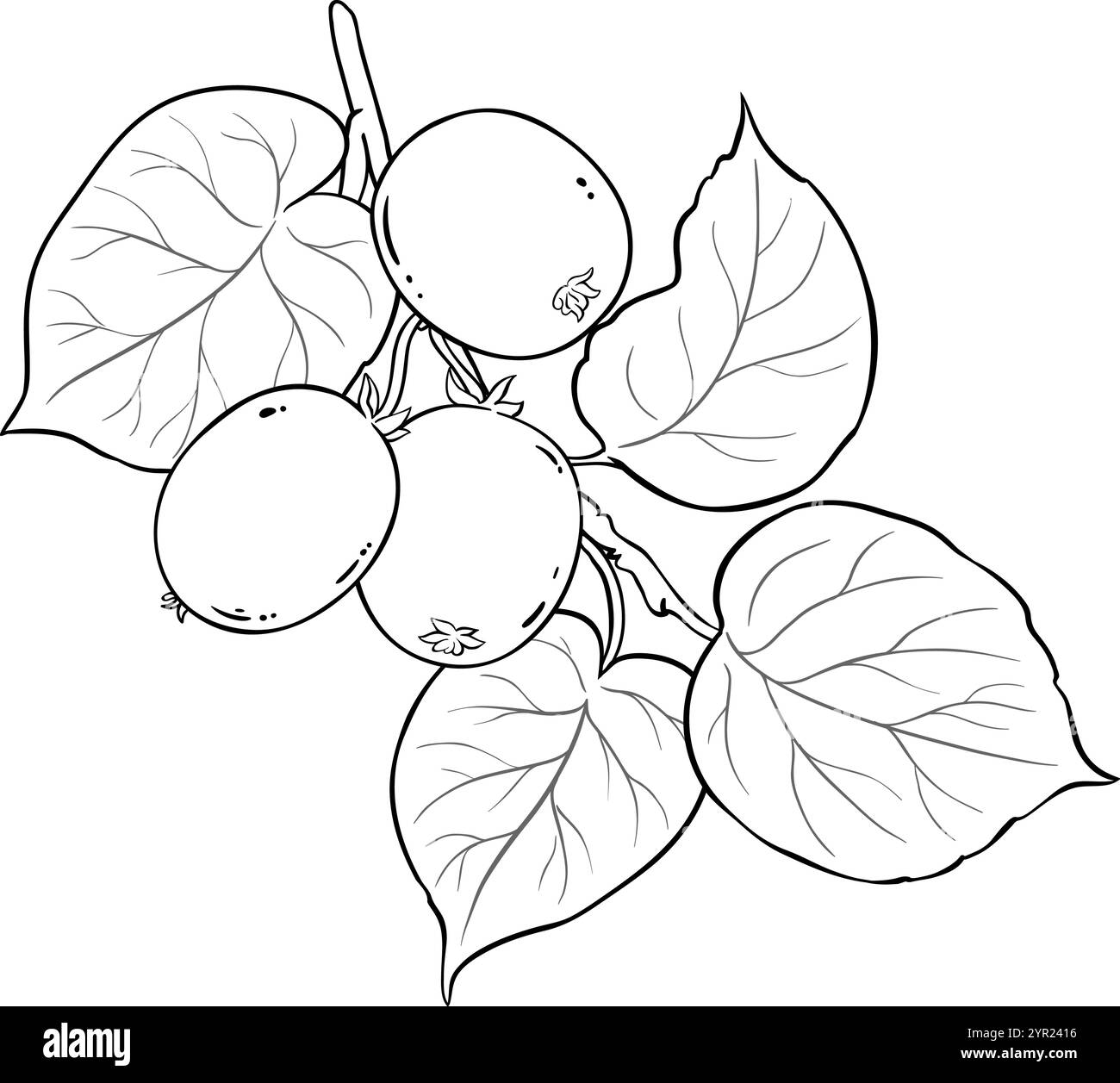 Kiwi Branch with Fruits Outline Illustration. Organic natural ...