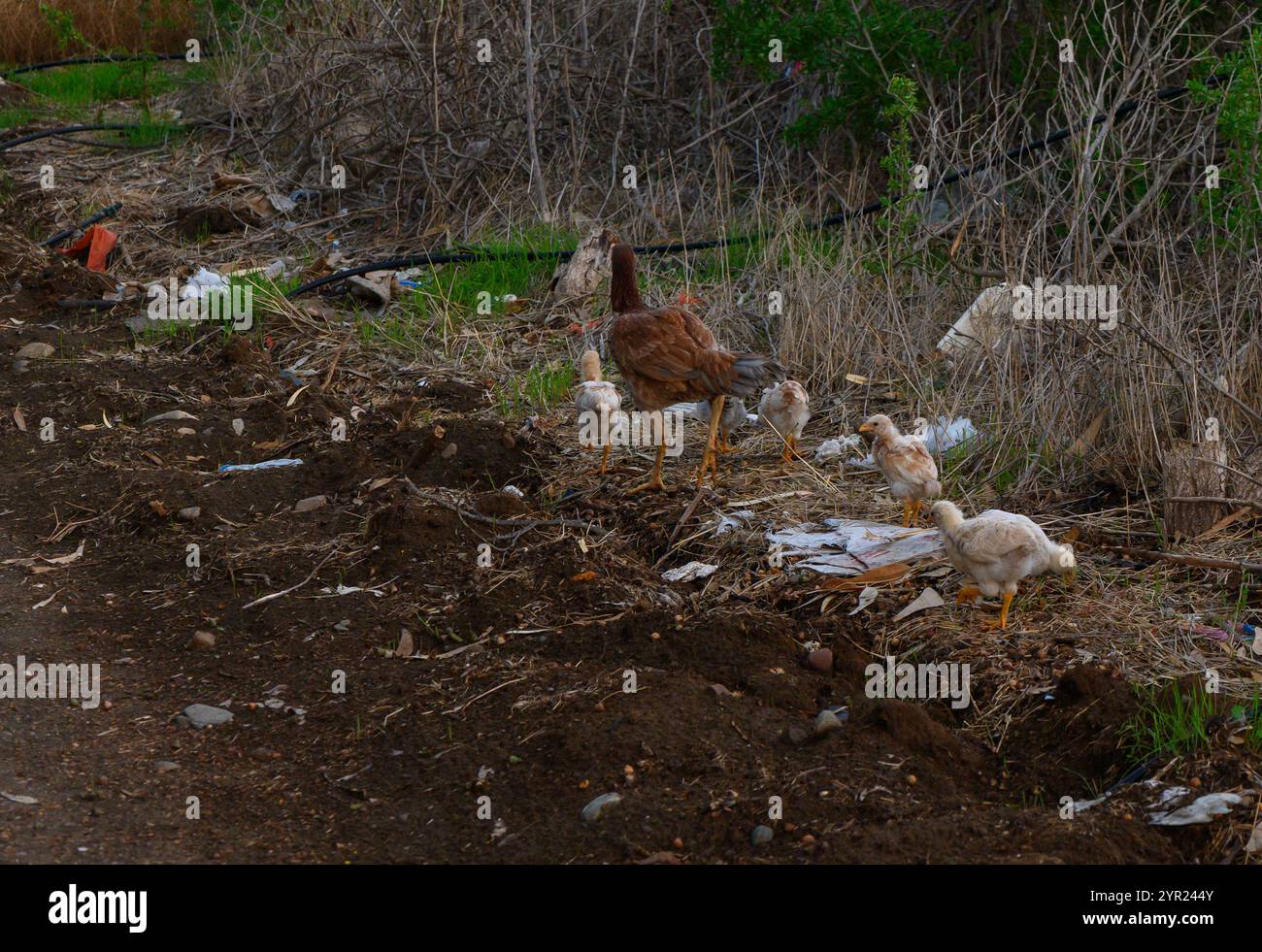 A mother hen leads her chicks through a litter-strewn pathway ...