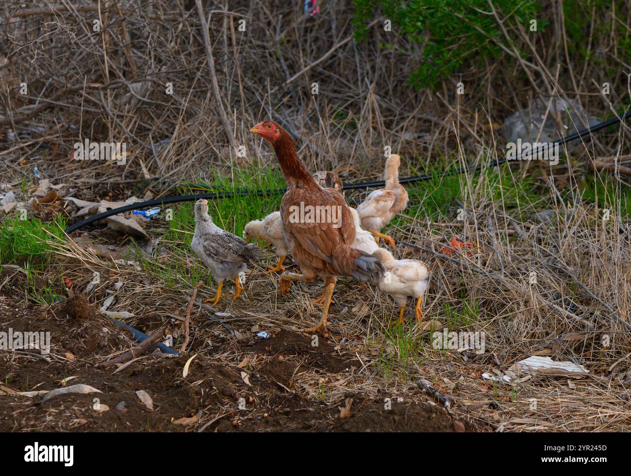 A mother hen leads her chicks through overgrown grass, navigating ...