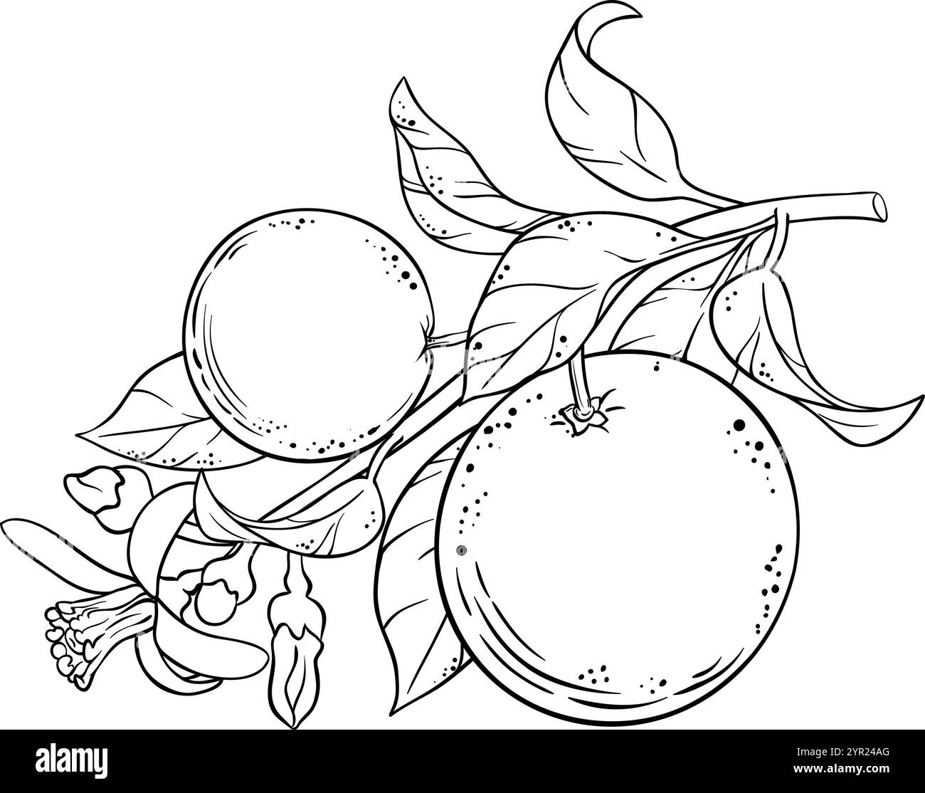 Orange Branch with Flowers, Fruits and Leaves Outline Illustration ...