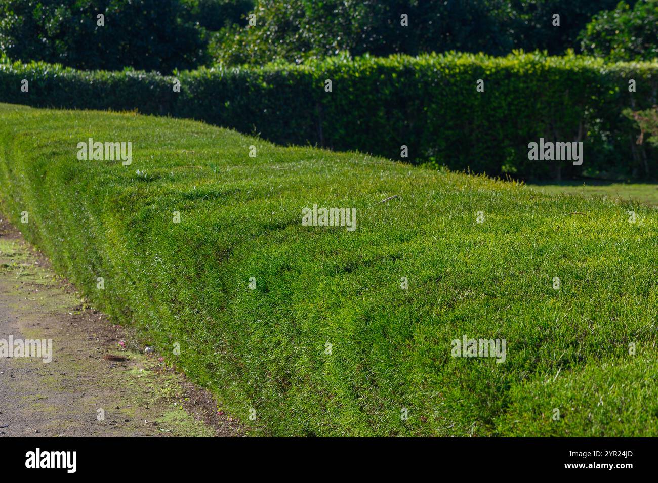 A winding stretch of vibrant green grass borders a tranquil path ...