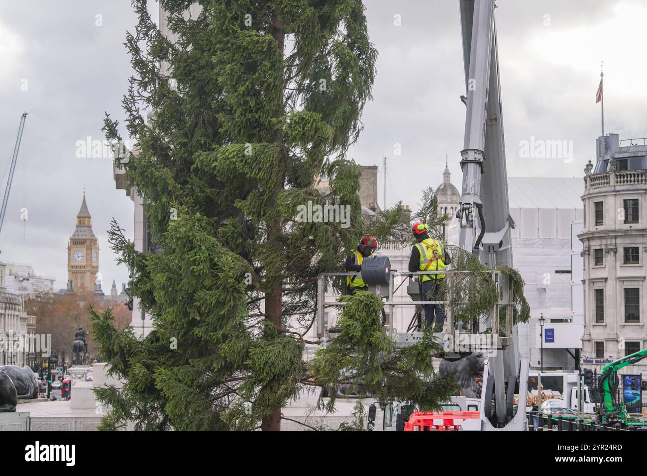London, UK. 2 December 2024. A Norwegian spruce christmas tree is installed in Trafalgar Square ...