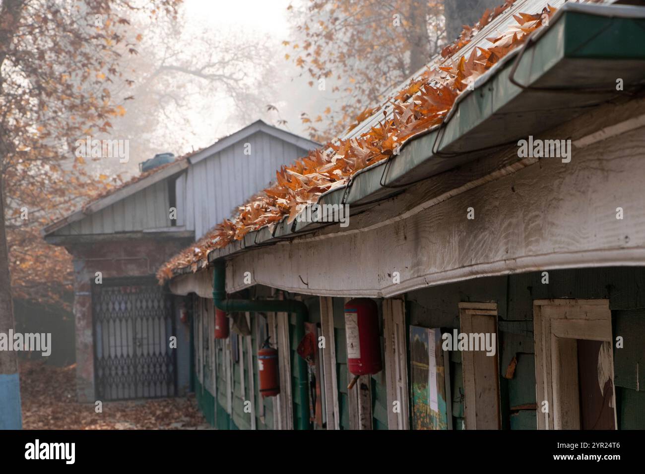Srinagar, Jammu And Kashmir, India. 2nd Dec, 2024. Dried chinar tree ...