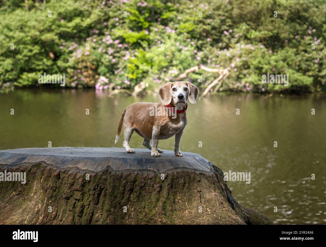Beagle at Virginia Water Lake posing on a tree stump in the forest ...