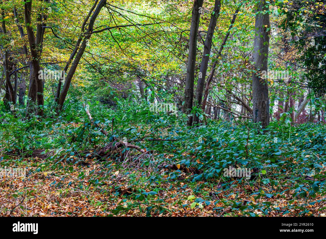 The English Oak trees, deadwood, overgrown foliage and hardy shrubs of ...