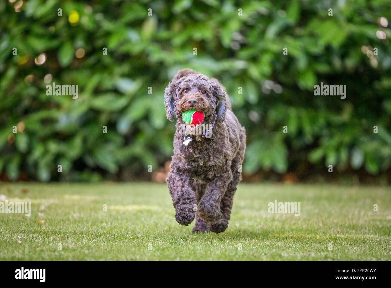 Brown cockapoo dog playing in her garden Stock Photo - Alamy