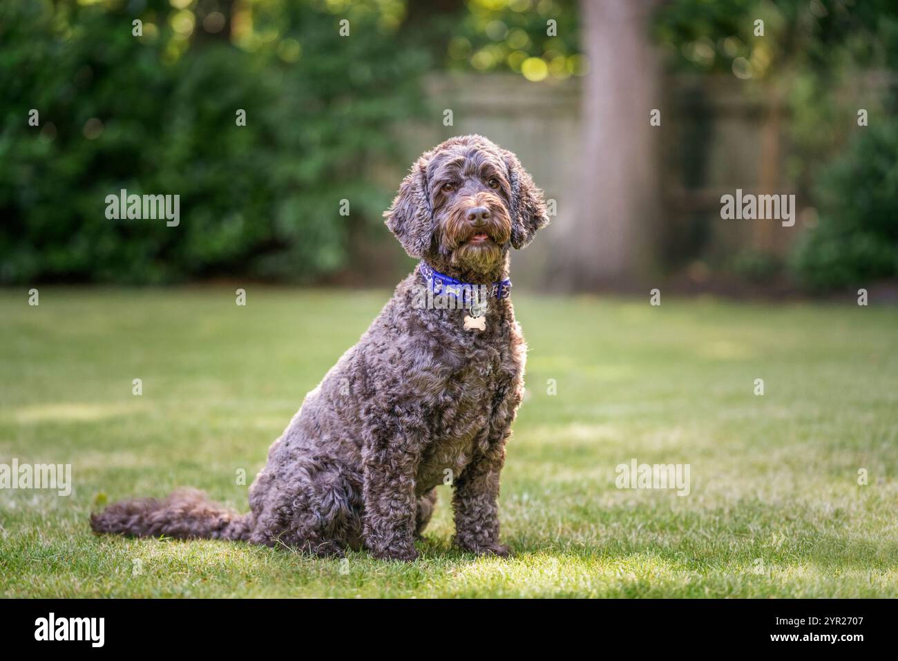 Brown cockapoo dog playing in her garden Stock Photo - Alamy