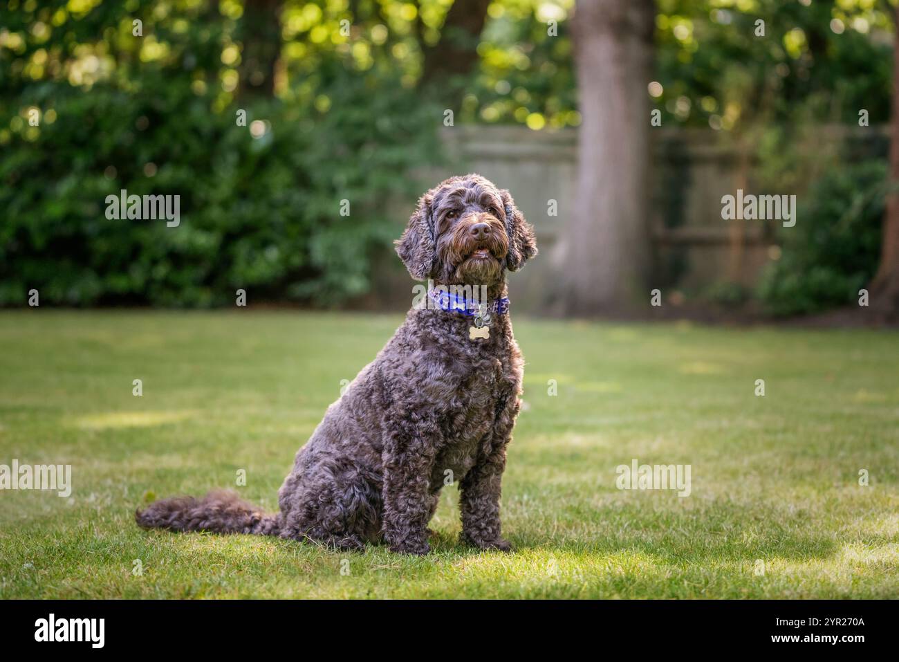 Brown cockapoo dog playing in her garden Stock Photo - Alamy