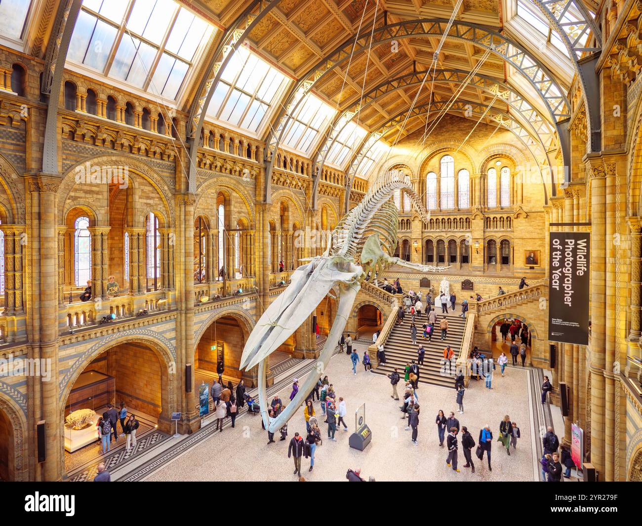 Main Hall inside the Natural History Museum, London, UK Stock Photo - Alamy