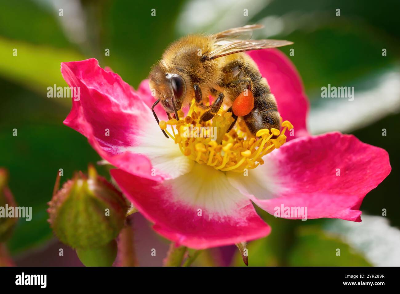 Western honey bee (Apis mellifera) collecting pollen on the rambler ...