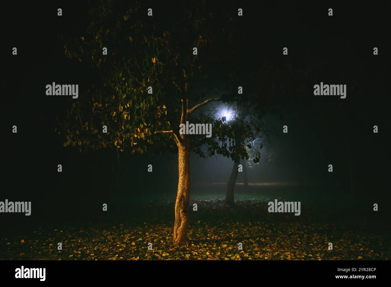 Foggy night park hi-res stock photography and images - Alamy