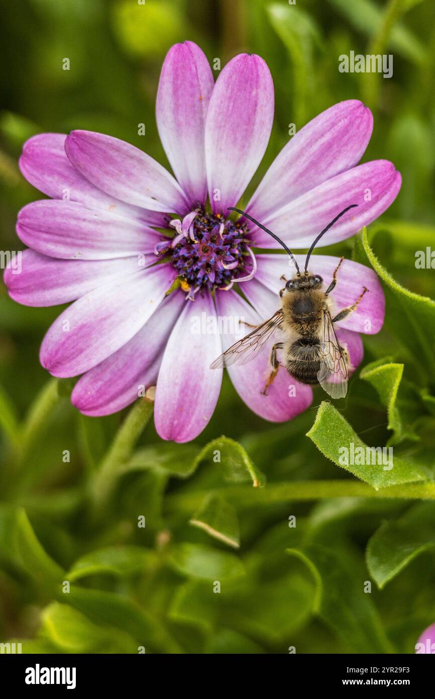Eucera bees hi-res stock photography and images - Alamy