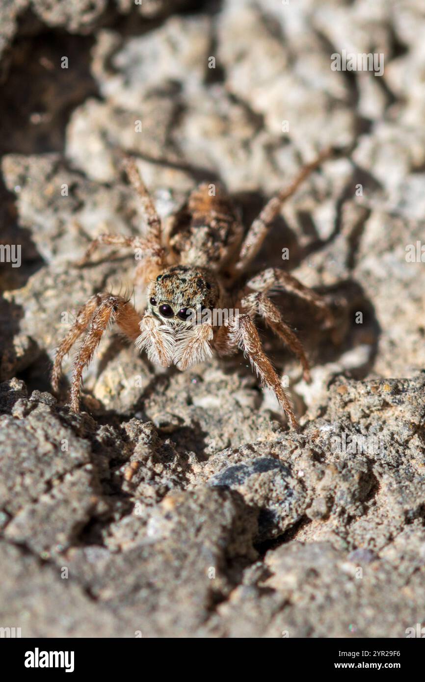 Wall jumping spiders hi-res stock photography and images - Alamy