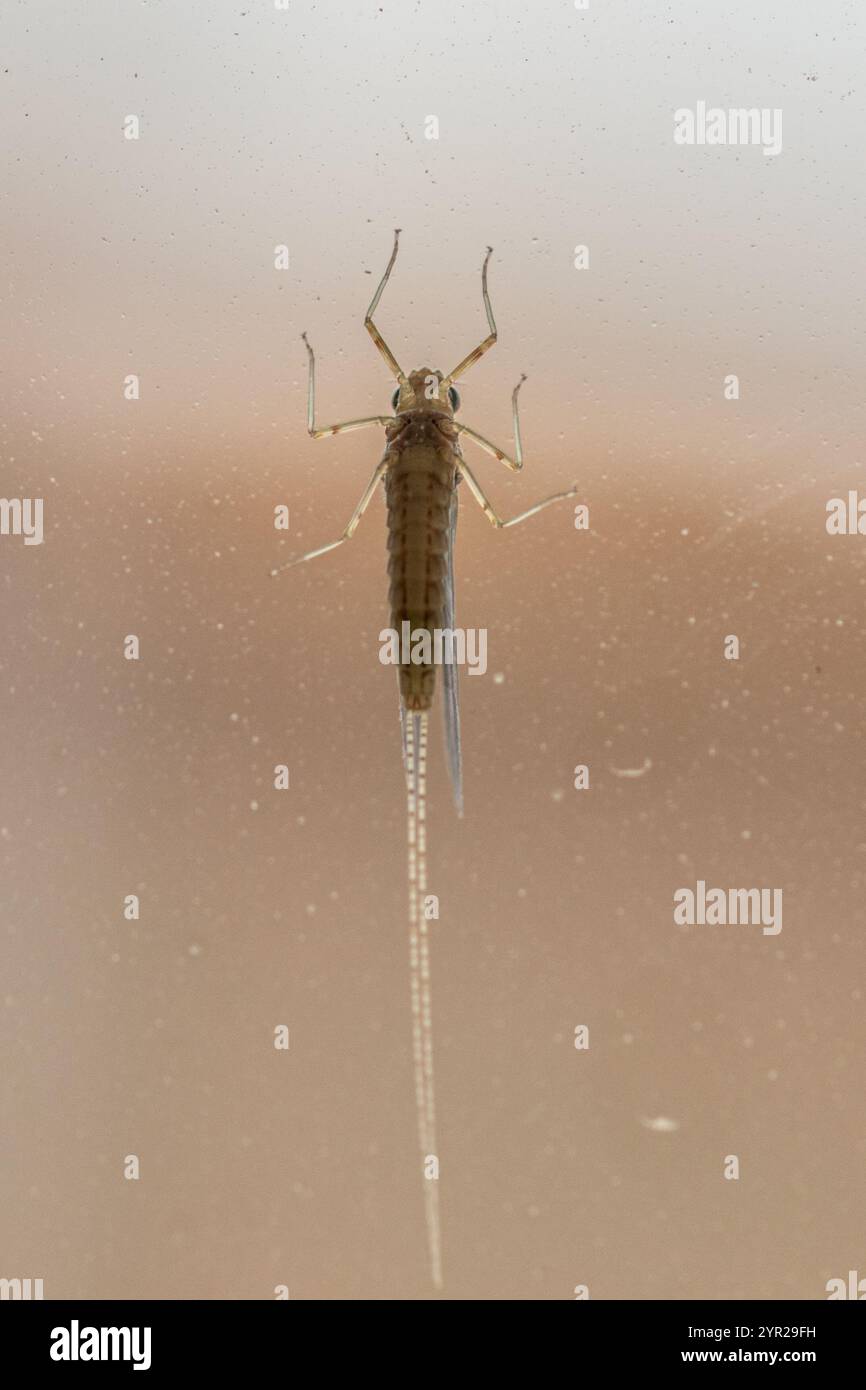 Cloeon dipterum, Pond Olive Mayfly Stock Photo - Alamy