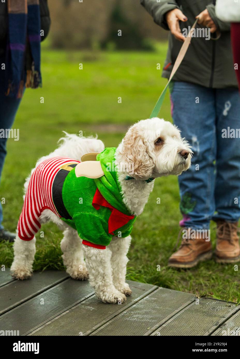 Mental elf hi-res stock photography and images - Alamy