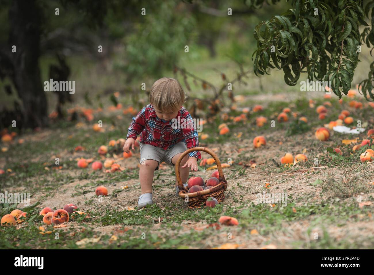 Little boy picking fresh ripe peach from tree on organic pick own fruit ...