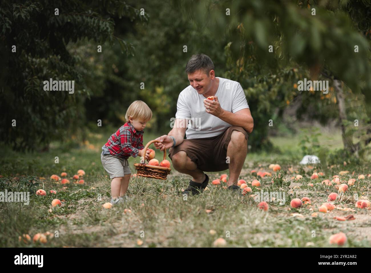 Man hands holding fresh and ripe picked Peach fruits, give some fruit ...