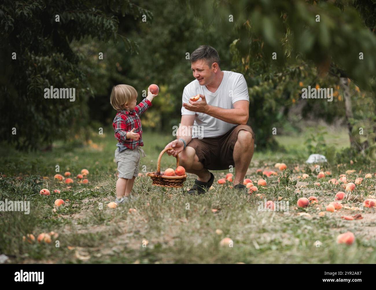 Man hands holding fresh and ripe picked Peach fruits, give some fruit ...