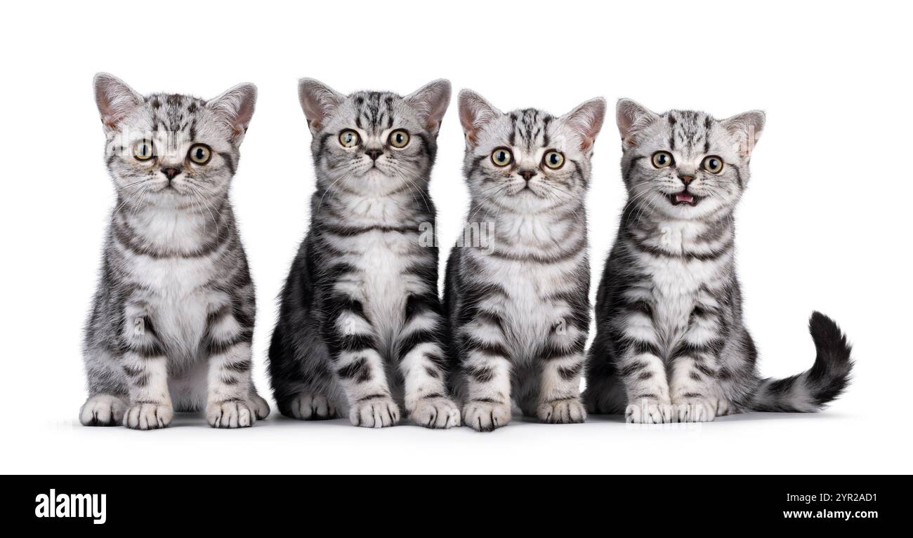 Four cat kittens sitting hi-res stock photography and images - Alamy