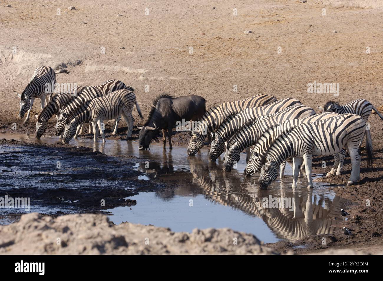 Zebras and a buffalo drink together at a waterhole in Namibia's savanna ...