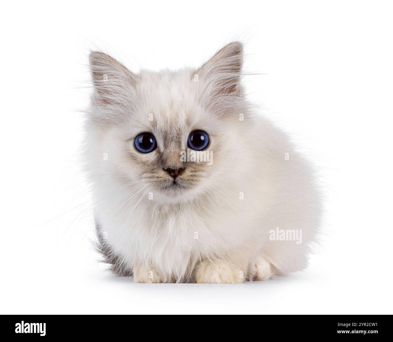 Sacred eyes Cut Out Stock Images & Pictures - Alamy