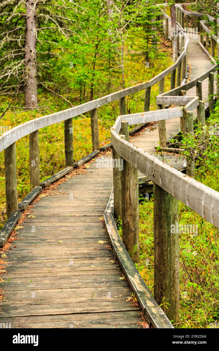 View wooden boardwalk leading hi-res stock photography and images - Alamy