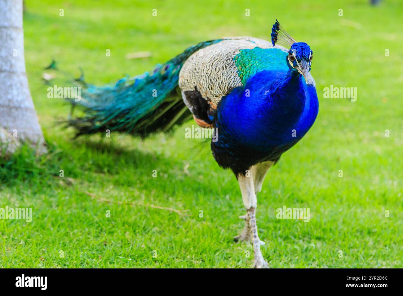 A blue and green peacock is standing in a grassy field. The peacock is ...