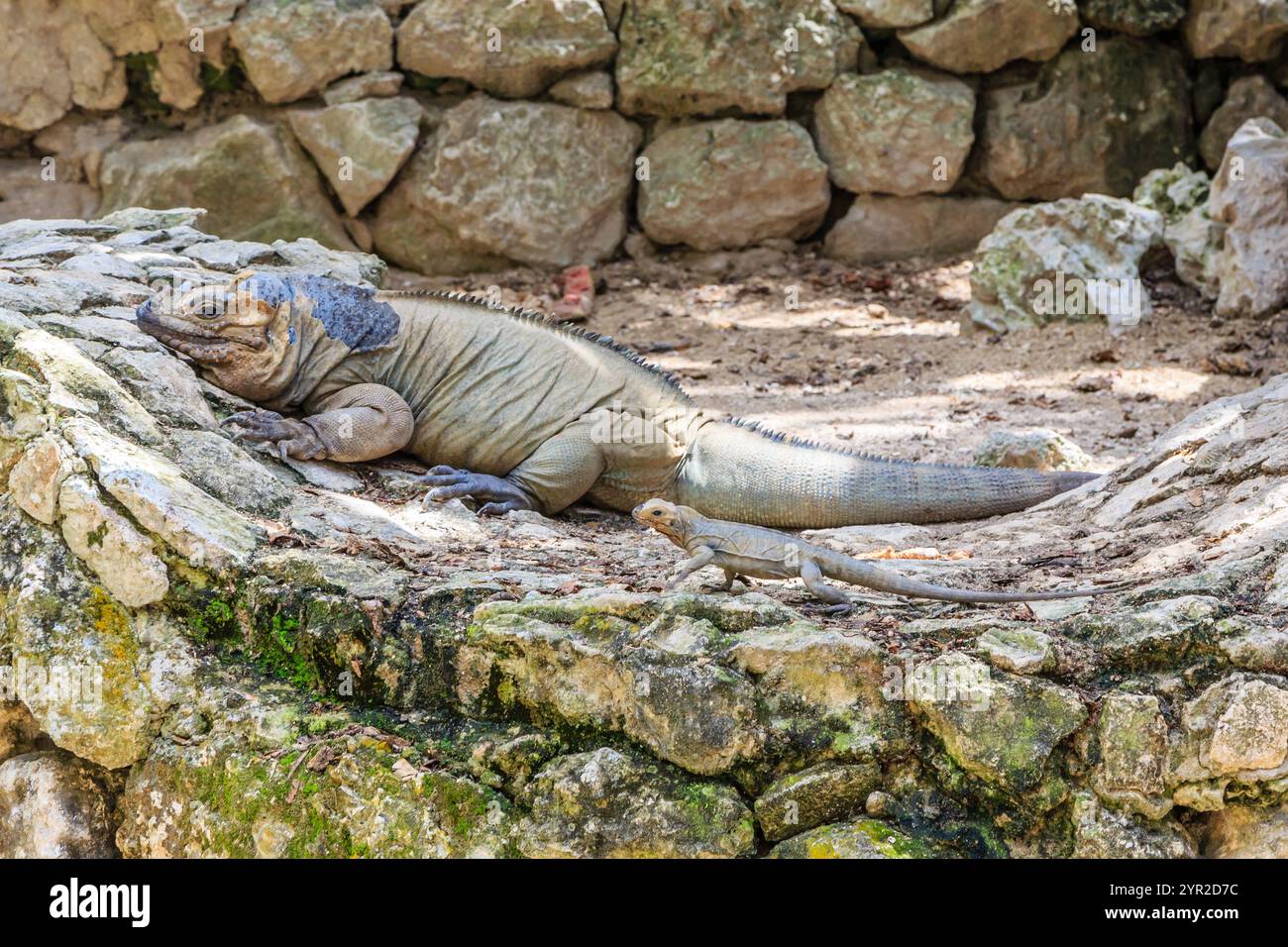 A lizard is laying on a rock in a zoo enclosure. The lizard is brown ...