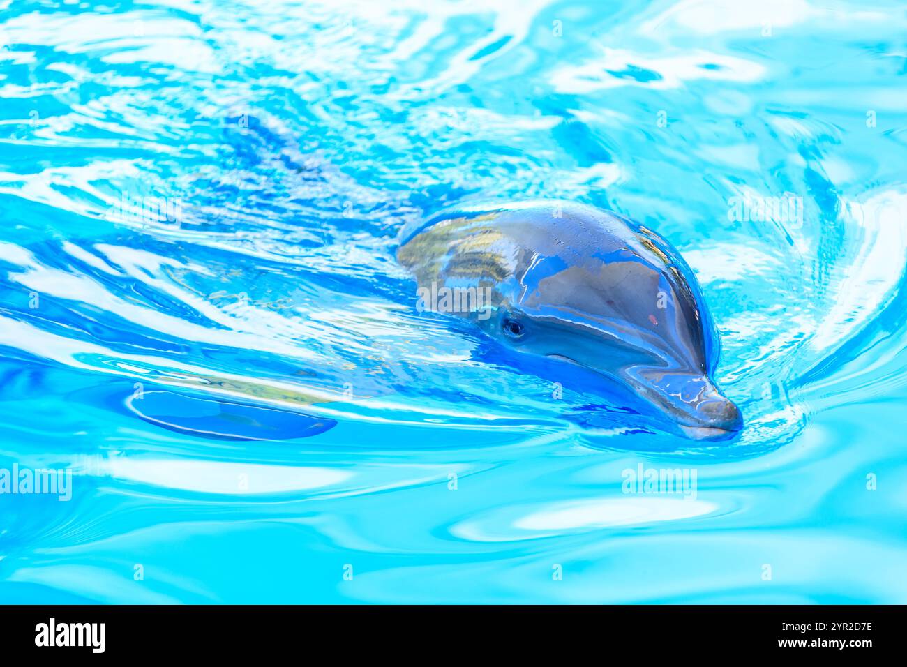 A dolphin is swimming in the ocean. The water is blue and the dolphin ...