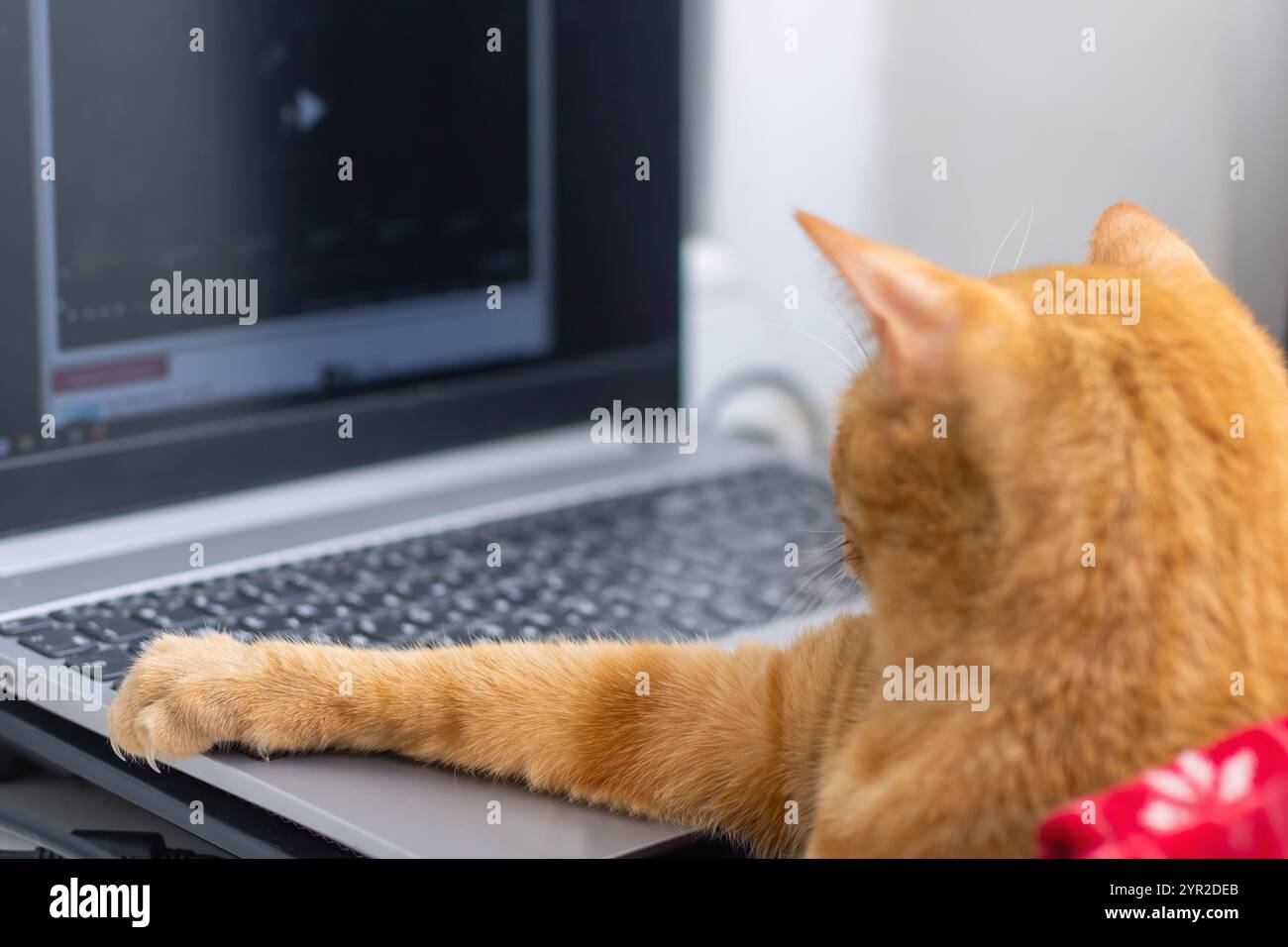 A fluffy cat comfortably lounging on a laptop, curiously resting its ...