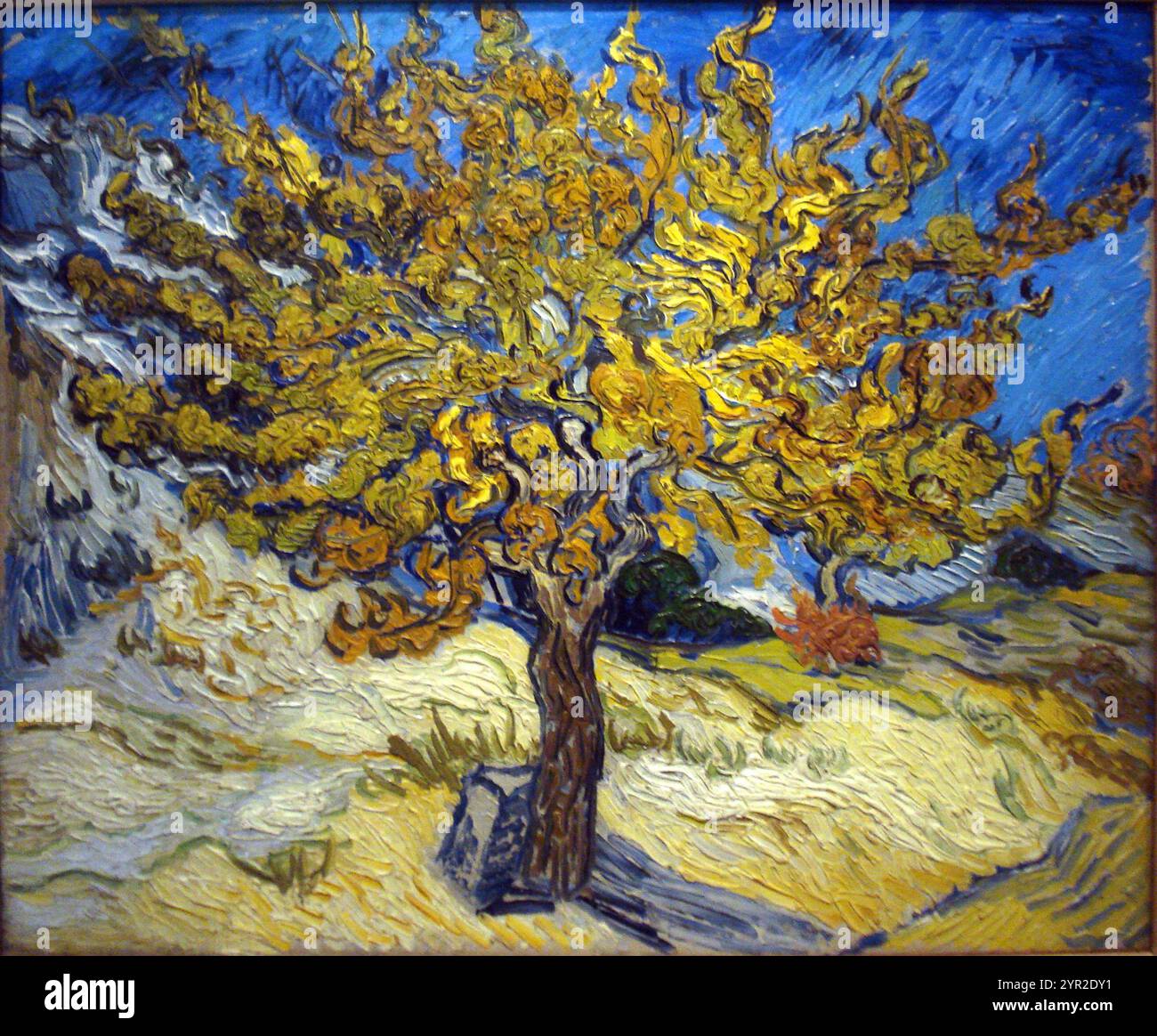 Vincent van Gogh, Mulberry Tree, 1889 Stock Photo - Alamy