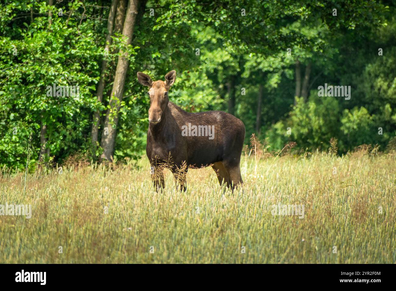 A moose standing in a field of grain with a forest in the background ...