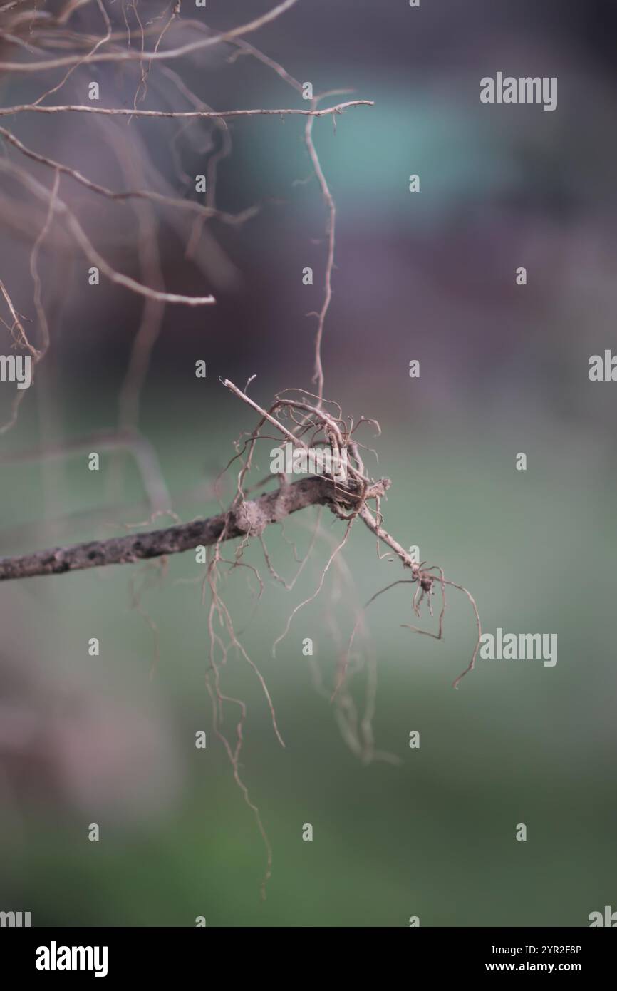 Plant sprout roots close up Stock Photo - Alamy