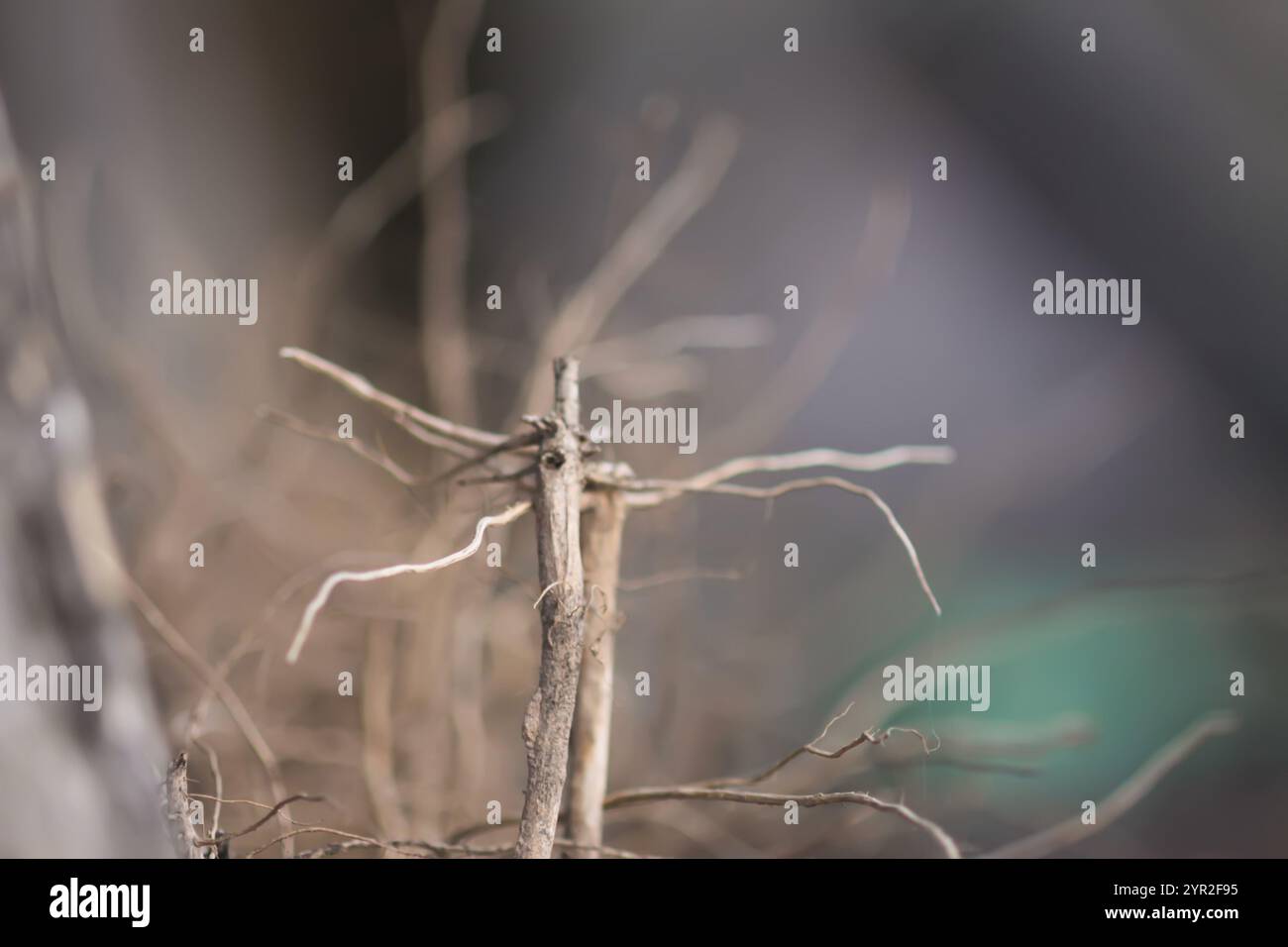 Plant sprout roots close up Stock Photo - Alamy